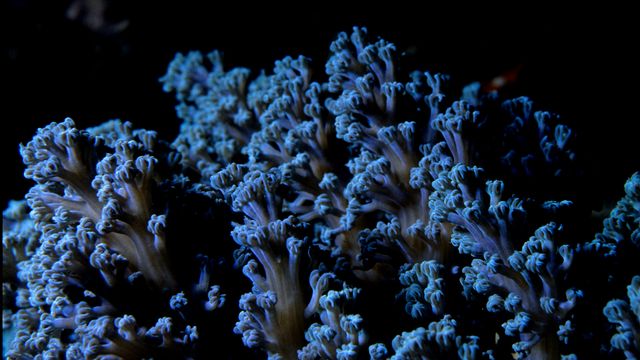 3D Models Show Coral Bleaching in New Light | Technology Networks