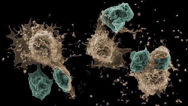 “Allergy Cells” Trap and Use Other Immune Cells During Allergic ...