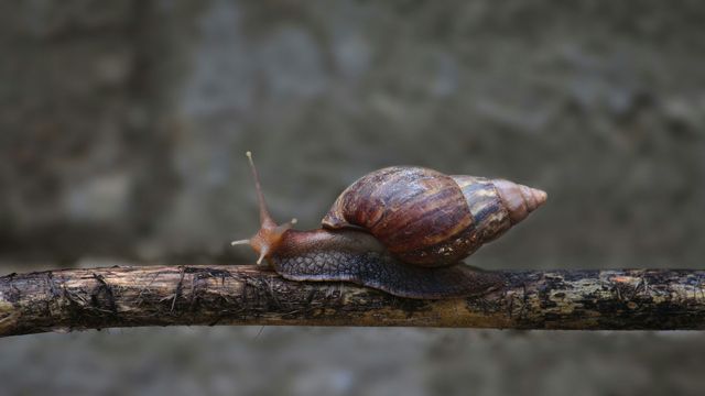 In Brazil, Climate Change Threatens Fight Against Parasitic Disease ...