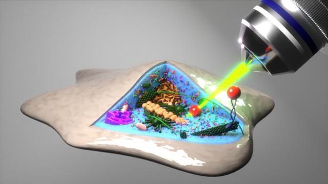 New Method Reveals the “Softness” of Cell Interiors | Technology Networks