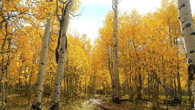Editing Genes of Poplar Trees Produces Eco-Friendly Wood | Technology ...