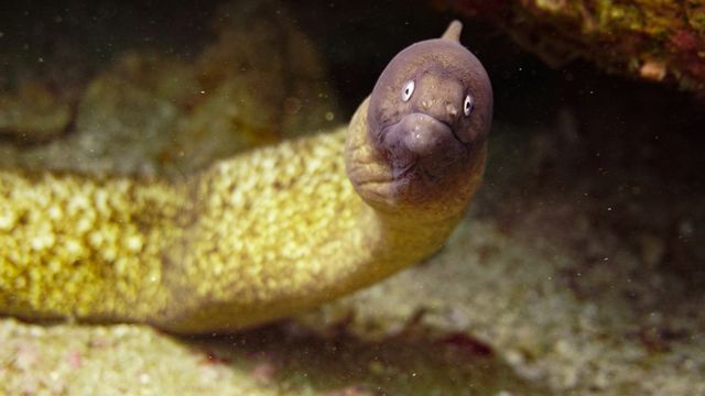 The World’s Largest Animal Genome Helps Explain Land Vertebrate ...