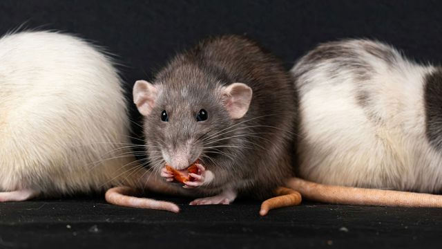 CRISPR Technology Used To Edit Nile Grass Rat Genomes for the First ...