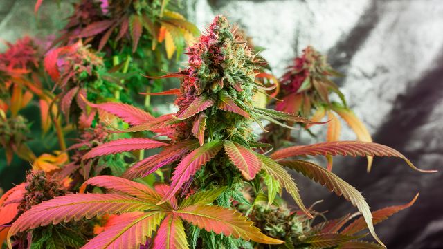 Hop Latent Viroid in Cannabis: Detection and Management | Technology ...