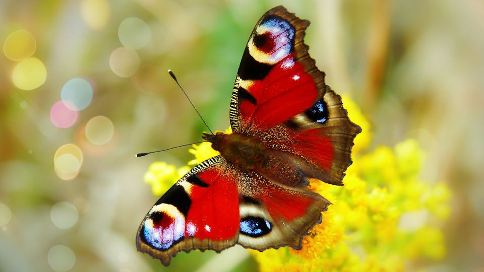 Genetic Mechanism Influences Butterfly Wing Coloration | Technology ...