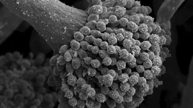 Fungal Mold Uses a Surface Protein To Weaken the Human Immune System ...