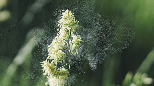 Pollen’s Surprising Role in Weather and Precipitation | Technology Networks