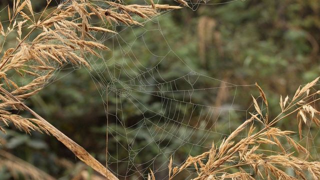 Is Artificial Spider Silk the Next-Generation Medical Material ...