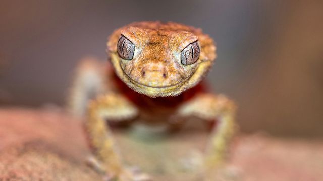 Geckos Reveal Hidden Sensory Talent in Vibrational Detection ...
