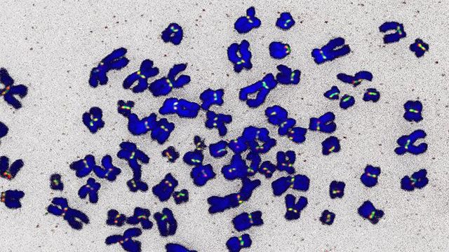 Understanding the Centromere, the Key to Cell Division Maintenance ...