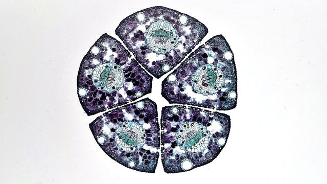 Plant Stem Cells Uncover Growth Control Mechanisms | Technology Networks