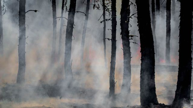 Forest Fire Carbon Emissions Have Surged 60% Since 2001 | Technology ...