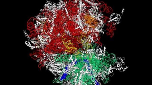 Cancer Cells Use Ribosomes to Avoid Immune Detection | Technology Networks