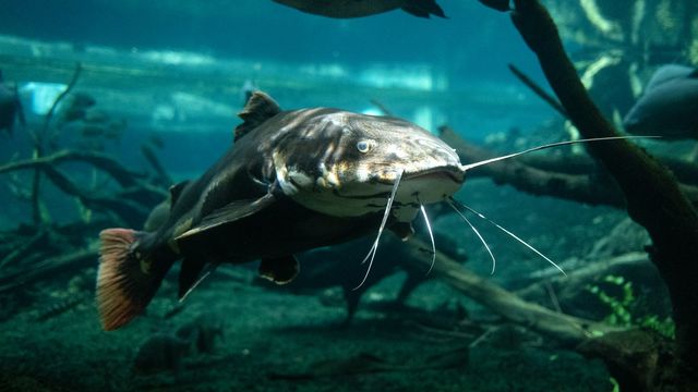 Flathead Catfish Impact Susquehanna River Ecosystem | Technology Networks