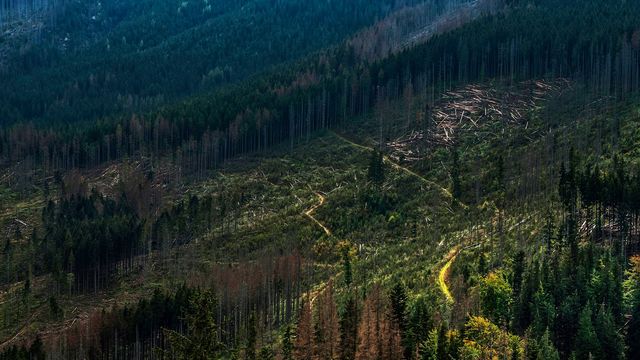 New Zealand's Stoneflies Are Changing Colour Due to Deforestation ...