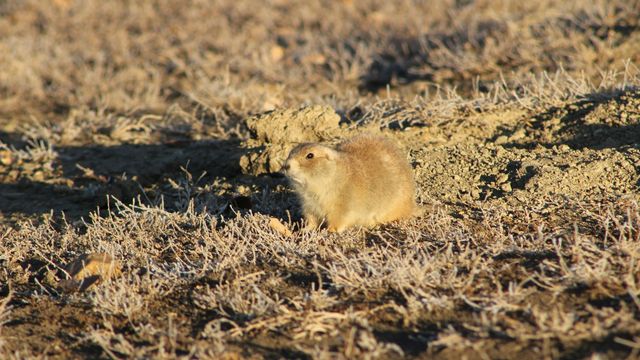Gophers Helped Restore Mount St. Helens Soil After Eruption ...