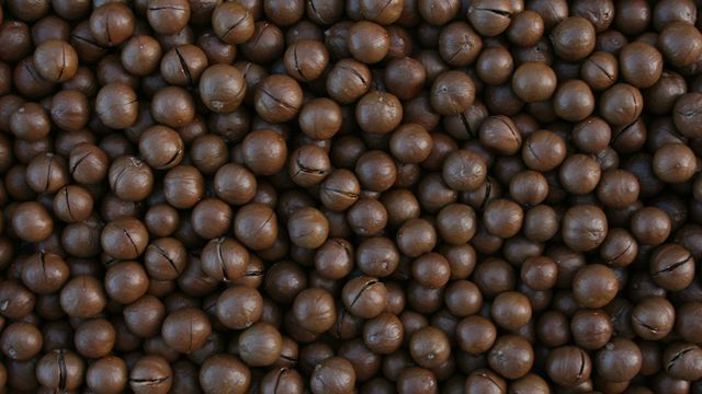 Bees, Birds, and Bats Boost Macadamia Nut Yield and Quality ...