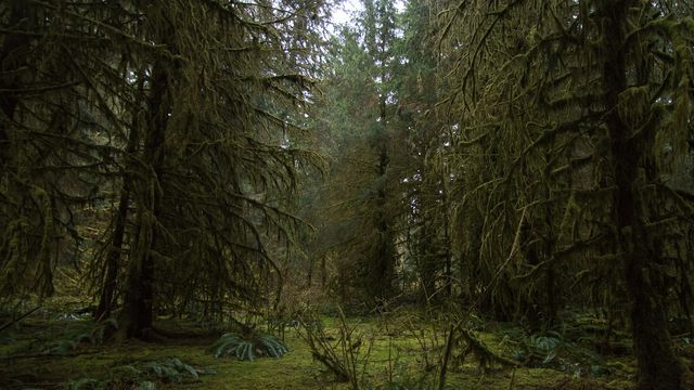 Study Warns of 68% Loss in Temperate Rainforests by 2100 | Technology ...