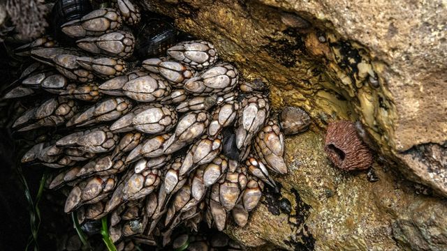Piangua Shellfish Faces Crisis From Overharvesting | Technology Networks