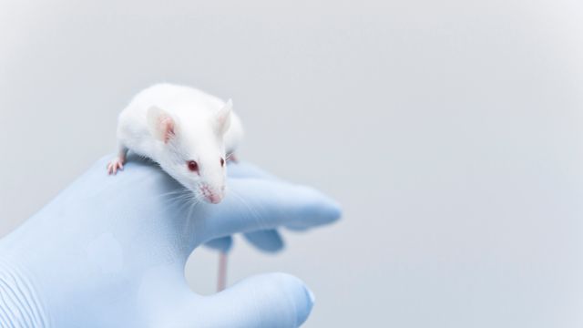 How Diverse Mouse Models Can Drive Drug Discovery Innovation ...
