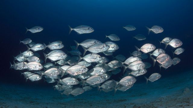 Social Status Impacts Brain Health in Fish | Technology Networks