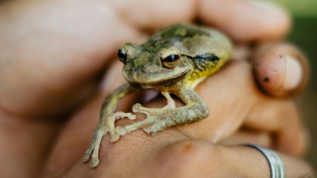 Frog Neural Circuits Mapped With Viral Tools | Technology Networks