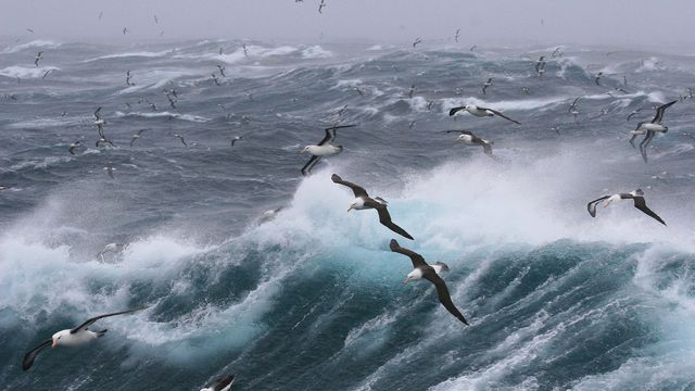DNA Tools Enhance Seabird Conservation in Longline Fisheries ...
