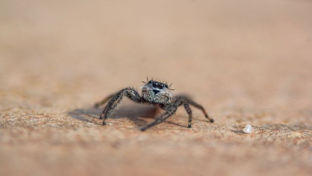 Spider Brain Study Leads to Key Alzheimer's Discovery | Technology Networks