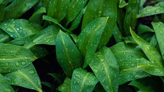 Wild Leeks Thrive in Moist, North-Facing Environments | Technology Networks