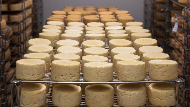 Ancient Domestication of Bacteria Used in Cheese Production ...