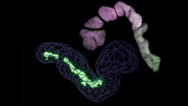 Human Body's GPS System Recreated in the Lab | Technology Networks
