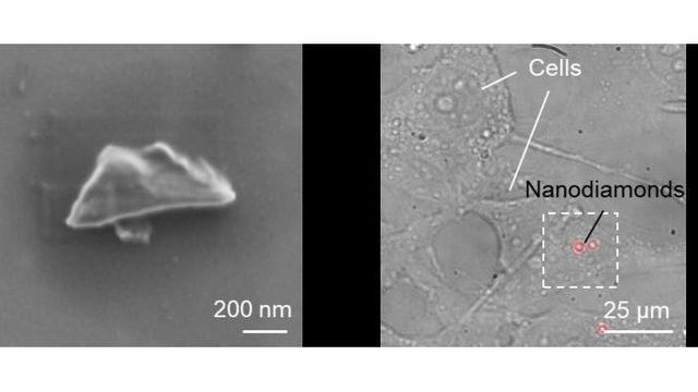 Quantum-Grade Nanodiamonds Enable Precise Bioimaging | Technology Networks