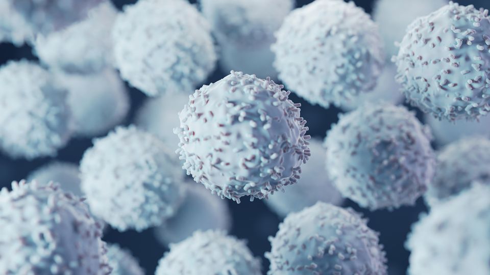T Cells: Types, Functions, and Their Role in Immunity | Technology Networks