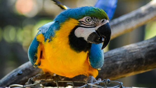 Macaws Mimic Movements, Revealing Imitation Abilities | Technology Networks