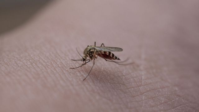 Microcephaly Protein Promotes Zika Virus Replication | Technology Networks