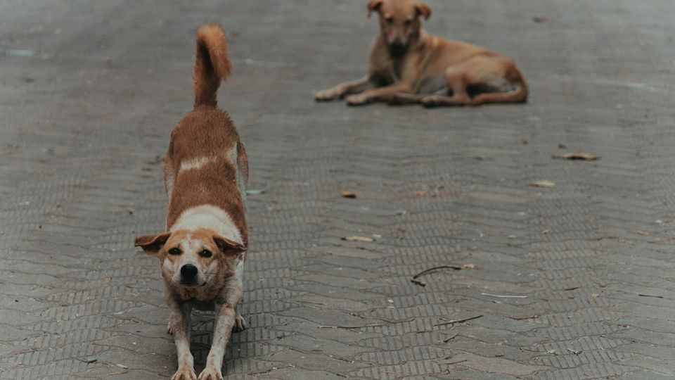 Chornobyl Dogs and Genetic Mutations: A New Perspective | Technology ...