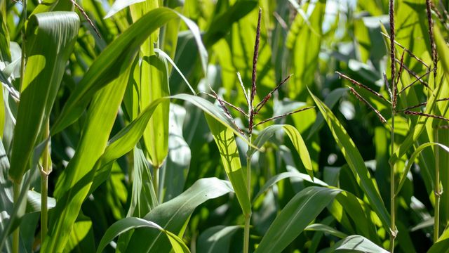 Five Nematode Species Found in New Zealand Maize Crops | Technology ...