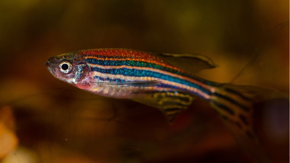 Fish Brain Reveals Unique Color Detection Mechanism | Technology Networks