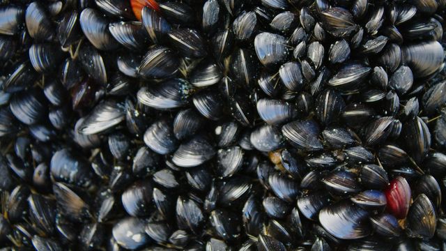 Mussel Beds Show Resilience Amid 80 Years of Climate Change ...