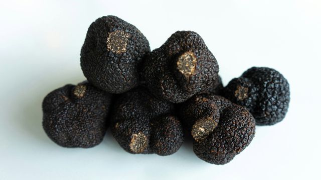 Two New Truffle Species Discovered With Help From Dogs | Technology ...