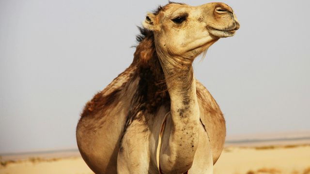Camel Milk May Boost Digestion and Gut Health | Technology Networks