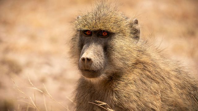 Alpha Male Baboons Face Stress From Multiple Mates | Technology Networks