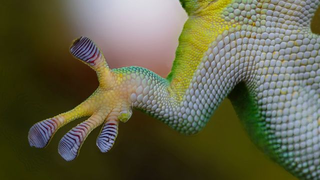 Gecko-Inspired Polymer Sticks to Ice Without Slipping | Technology Networks