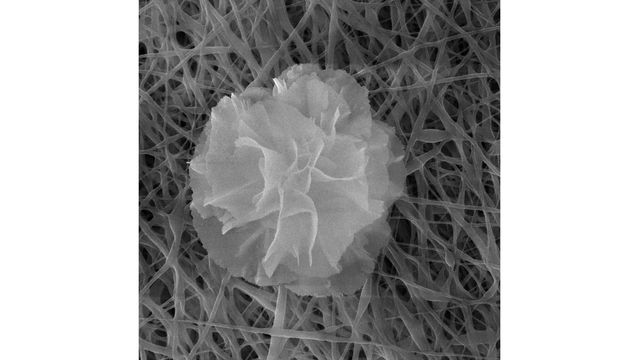Nanoflower Structure Kills Bacteria With Precision | Technology Networks