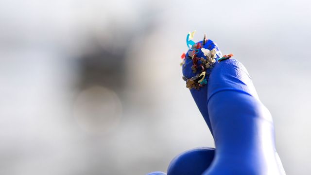 High Levels of Microplastics Found in Human Brains | Technology Networks