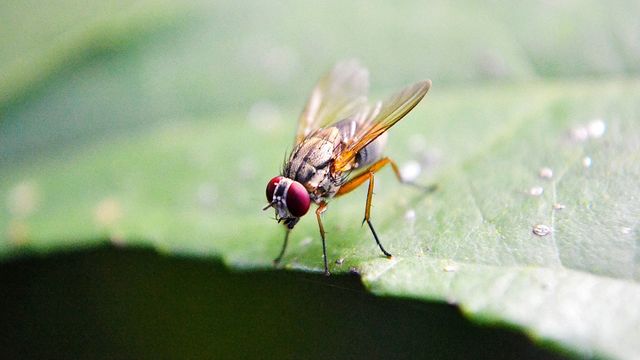 Fruit Fly Study Reveals Broad Viral Susceptibility | Technology Networks