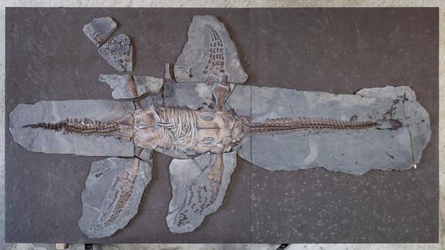 Plesiosaur Fossil Reveals Smooth and Scaly Skin | Technology Networks