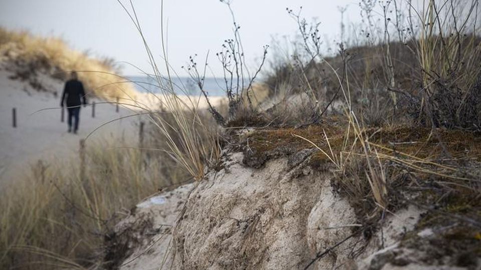 Flexible Cell Wall Helps Algae Survive Harsh Droughts | Technology Networks