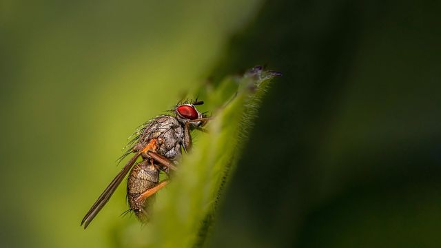 Fungus Disrupts Immunity Causing Neurodegeneration in Flies ...