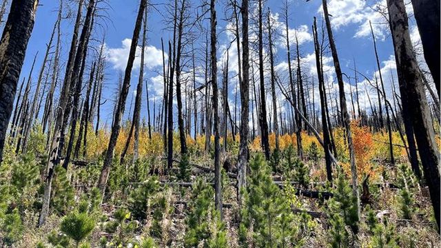 Trees Struggle to Regenerate Amid Climate Change | Technology Networks
